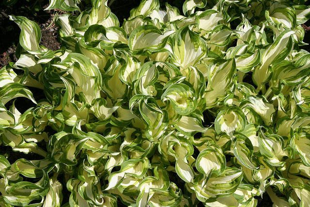 Svet Biljaka › Prodaja › Perene › Hosta undulata Medio-variegata