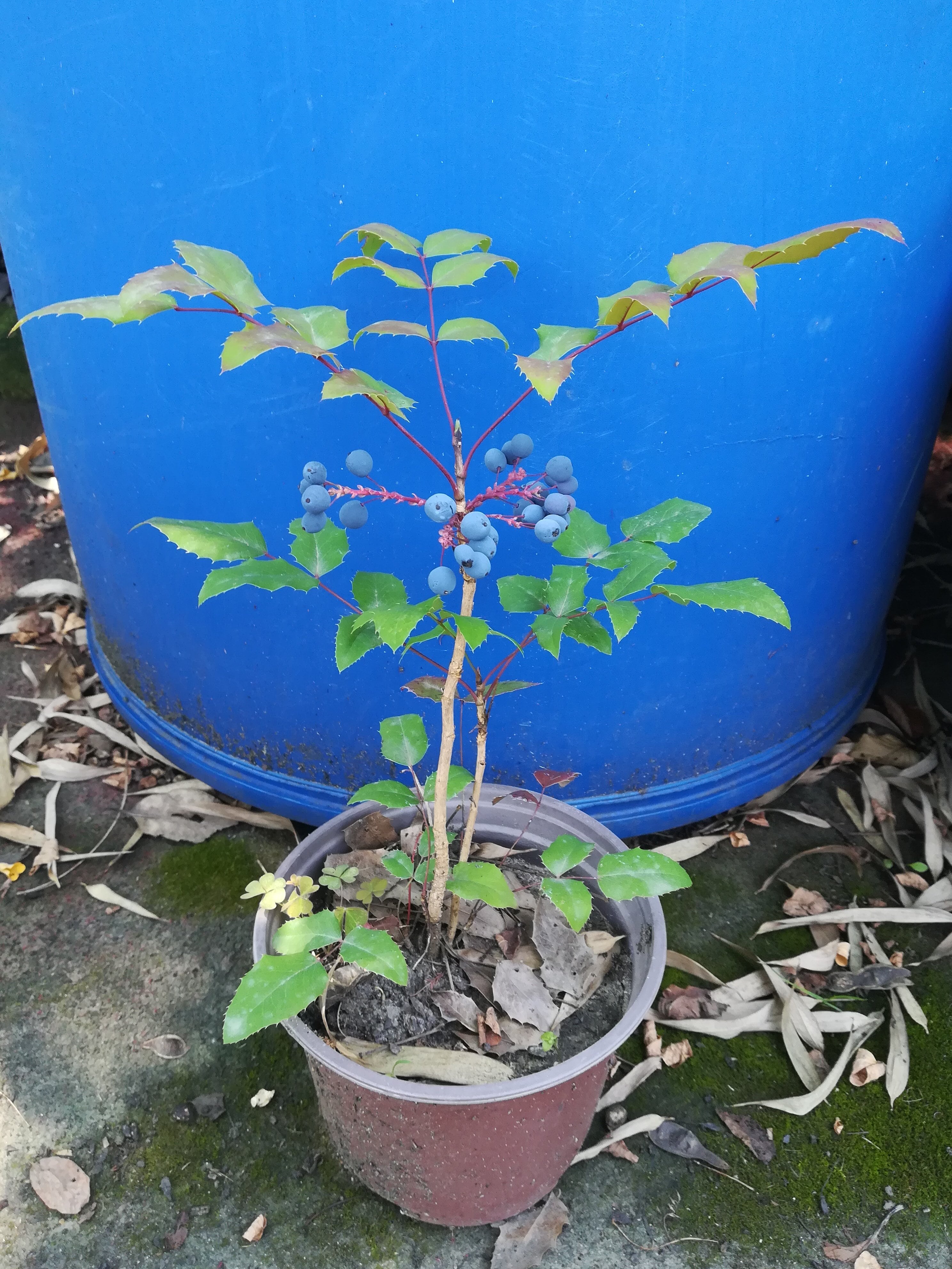 Svet Biljaka › Prodaja › Sadnice - žbunaste vrste › Mahonia aquifolium