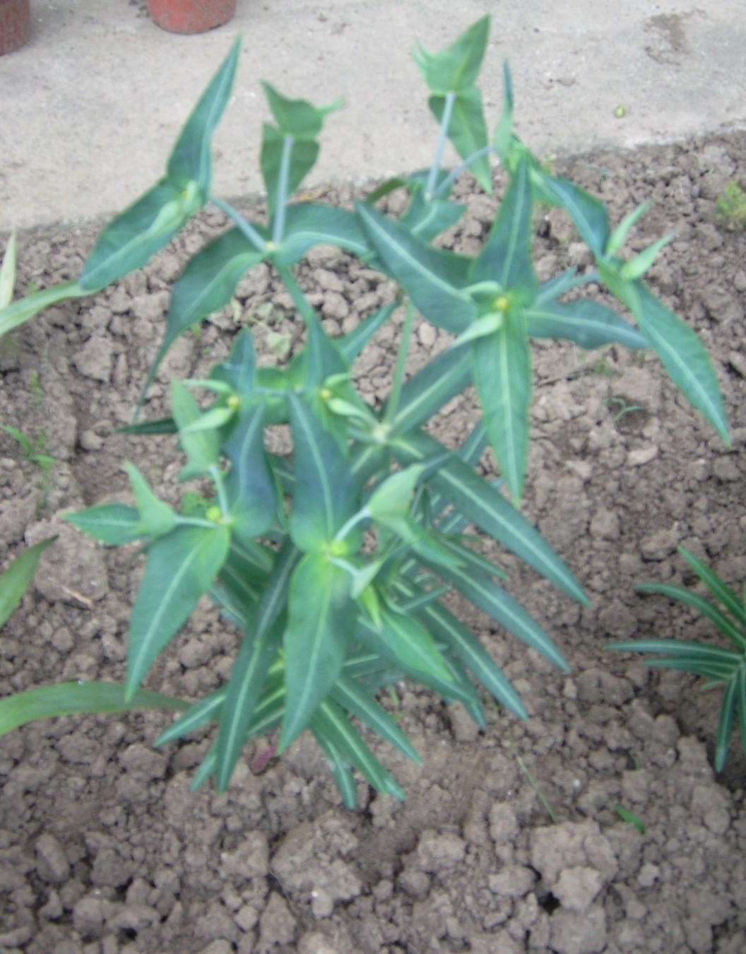 Svet Biljaka › Prodaja › Začini i lekovito bilje › Krticarka-biljka ...